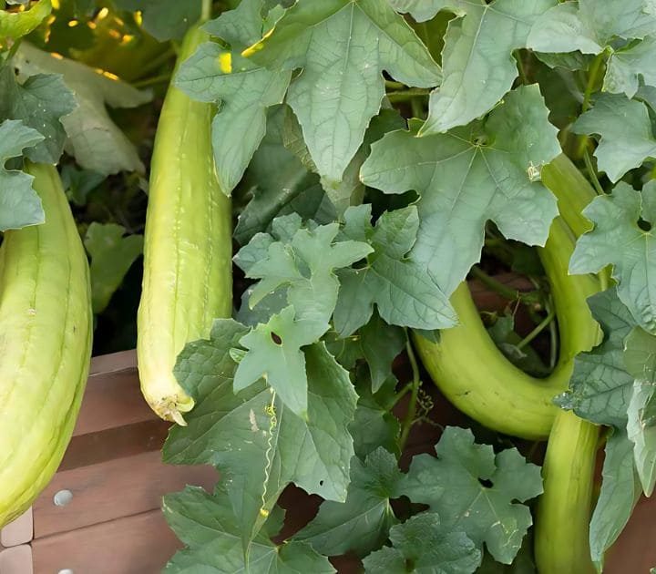 How to Grow Luffa In Your Garden