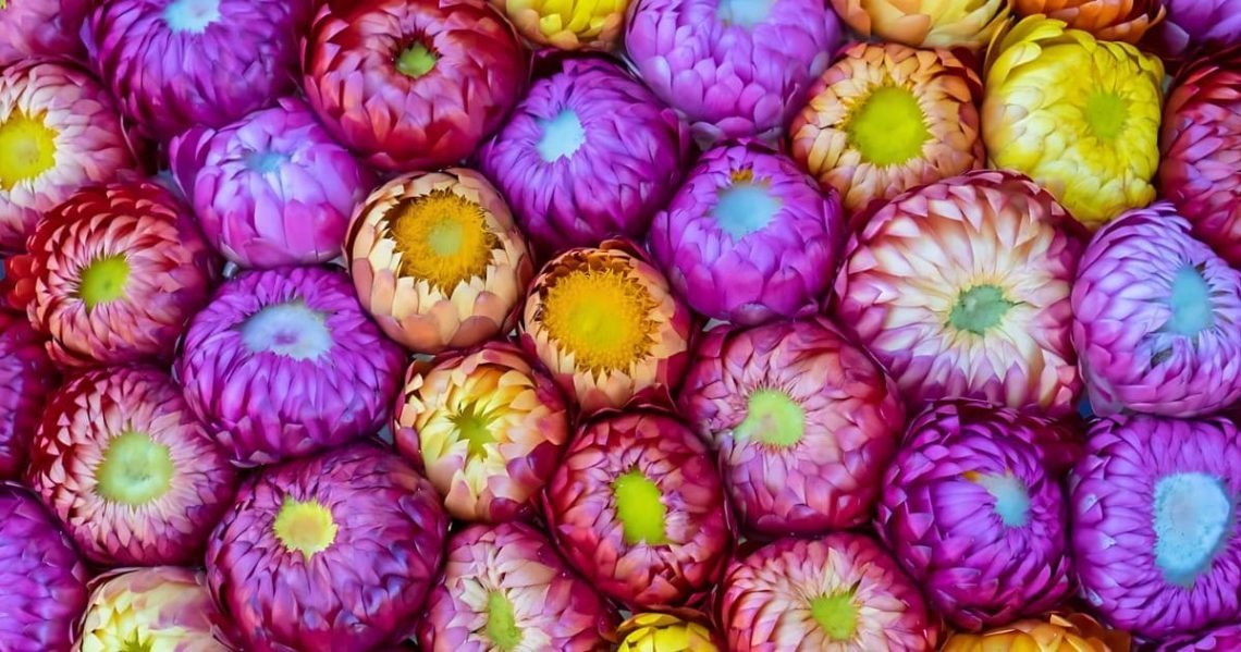 How to Grow and Care for Strawflowers