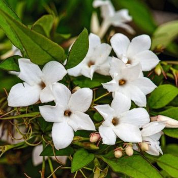 20 Most Beautiful Five-Petal Flowers