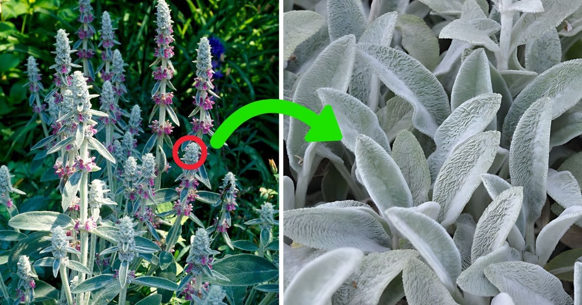 How to Grow Lamb’s Ear Plant