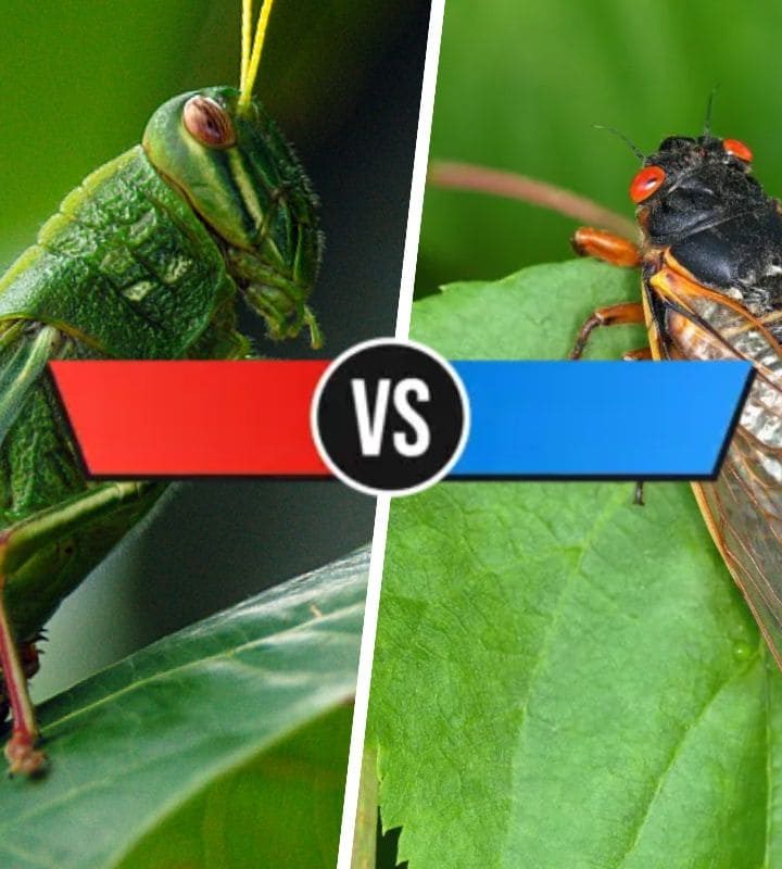 Locust Vs Cicada: Similarities And Differences