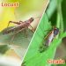 Locust Vs Cicada: Similarities And Differences