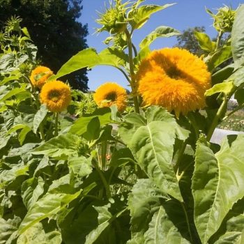 How to Grow Mammoth Sunflowers