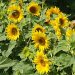 How to Grow Mammoth Sunflowers