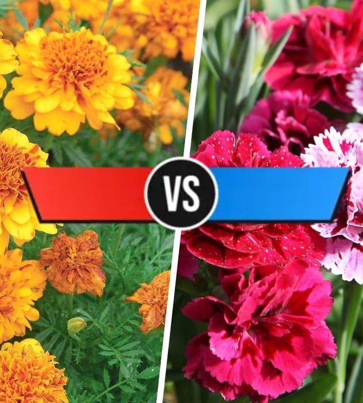 Similarities and Differences Between Marigold vs Carnation