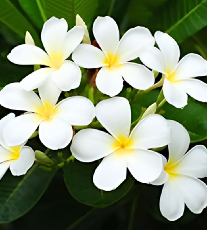 20 Most Beautiful Five-Petal Flowers