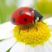 Are Ladybugs Good or Bad for Plants?