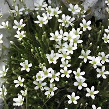 20 Most Beautiful Five-Petal Flowers