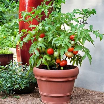 How Deep Do Tomato Roots Grow?