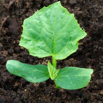 10 Stages of Planting Cucumbers Successfully