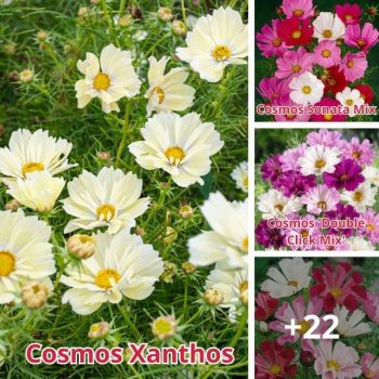 Cosmos Flowers Grow Guide