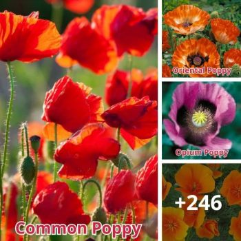 Full Guide on How to Grow Poppy Flowers