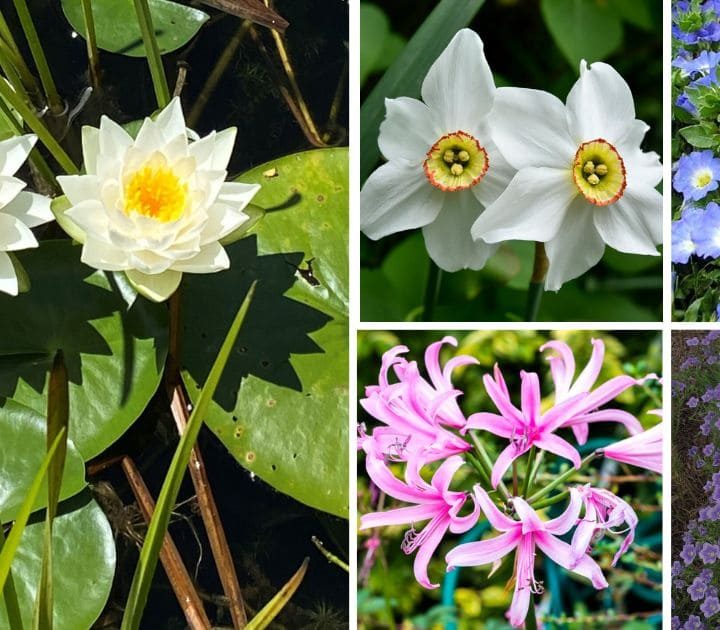 20 Gorgeous Flowers That Start With N