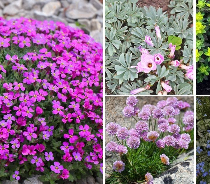 Top 30 Low Growing Perennial Plants For Your Garden