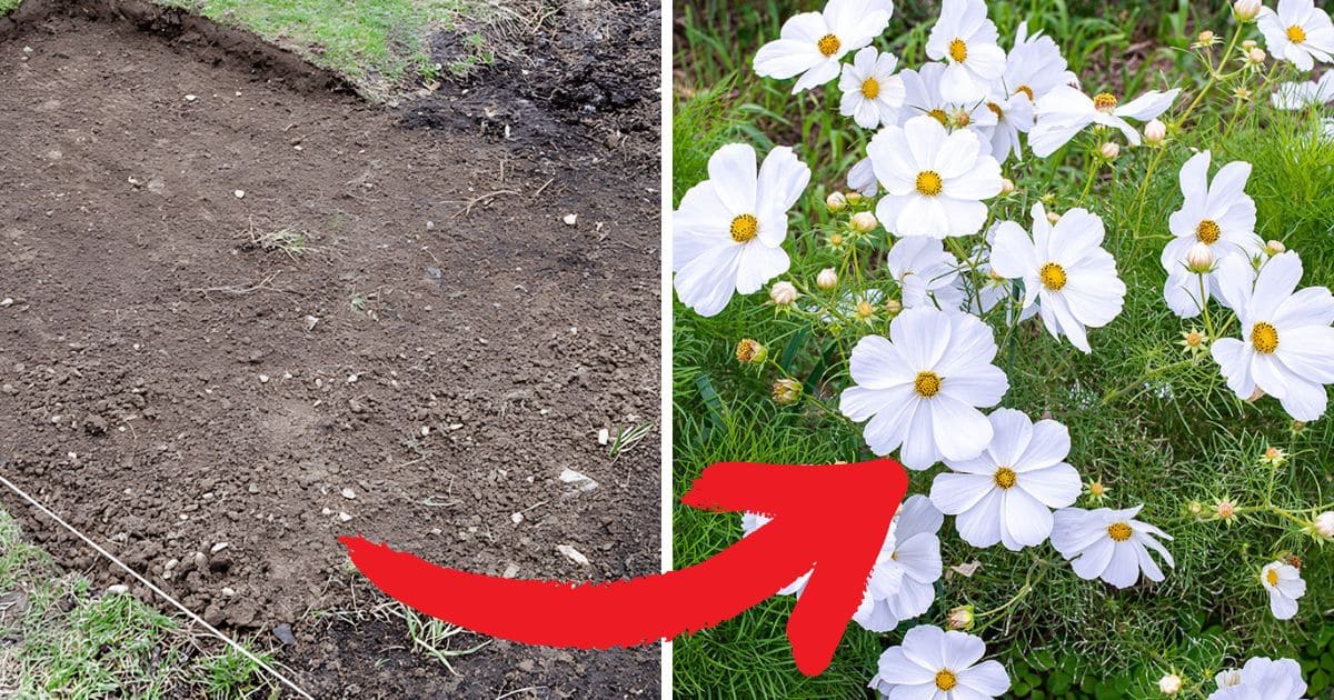 All You Need to Know About White Cosmos