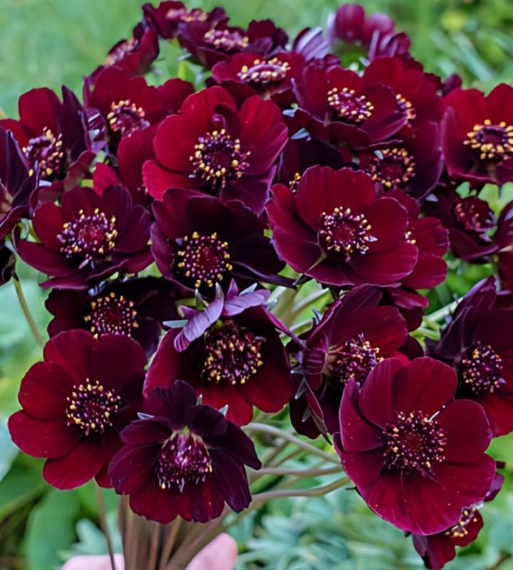 All About Chocolate Cosmos (Cosmos Atrosanguineus)