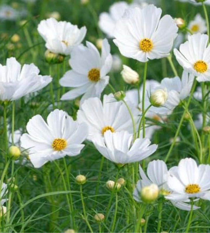All You Need to Know About White Cosmos