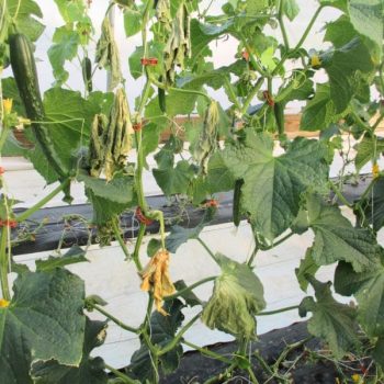 15 Common Diseases On Cucumbers