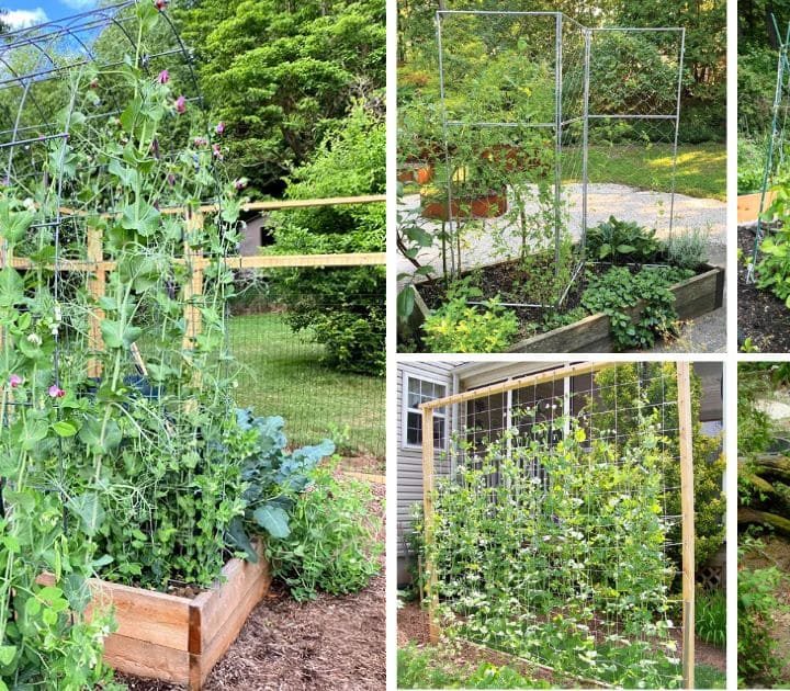 The Best Ideas of DIY Pea Trellis