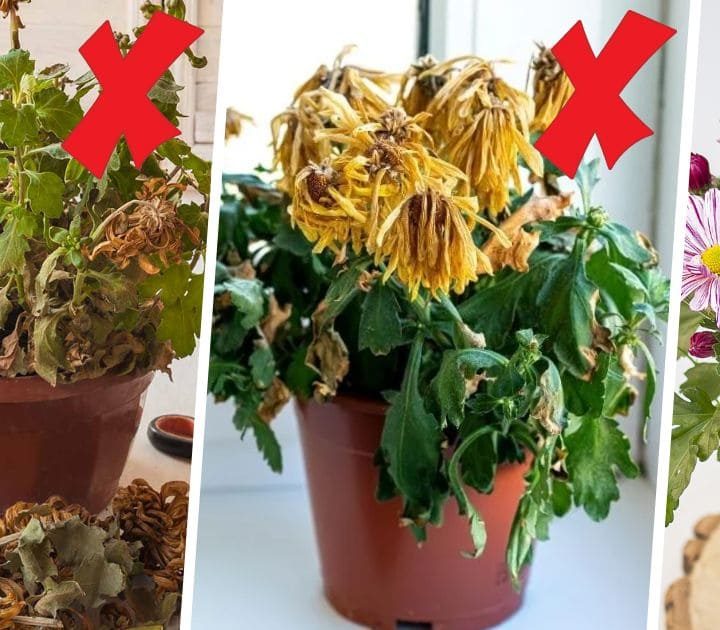 How To Survive Mums Overwintering In Pots?