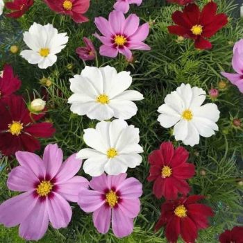 All About Chocolate Cosmos (Cosmos Atrosanguineus)