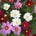 All About Chocolate Cosmos (Cosmos Atrosanguineus)