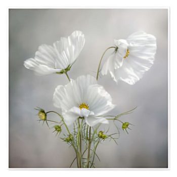 The Meaning And Symbolism of Cosmos Flowers