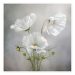 The Meaning And Symbolism of Cosmos Flowers