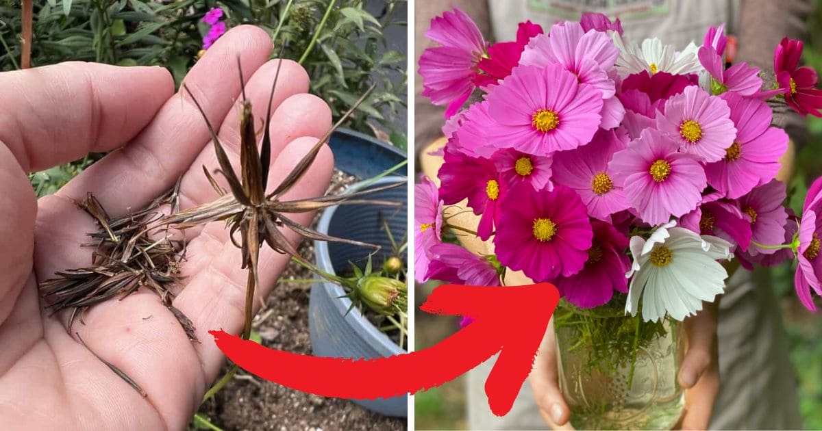 The Meaning And Symbolism of Cosmos Flowers