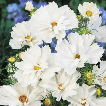 All You Need to Know About White Cosmos