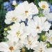 All You Need to Know About White Cosmos