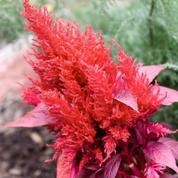 All About The Meanings of Amaranth Flowers