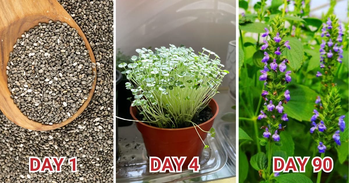 How to Grow Chia Seeds