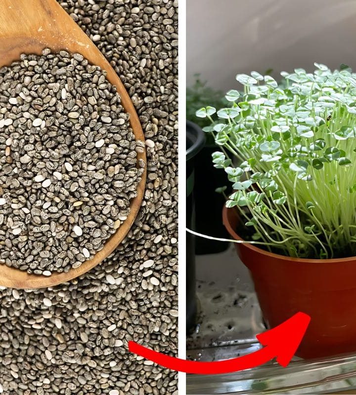 How to Grow Chia Seeds