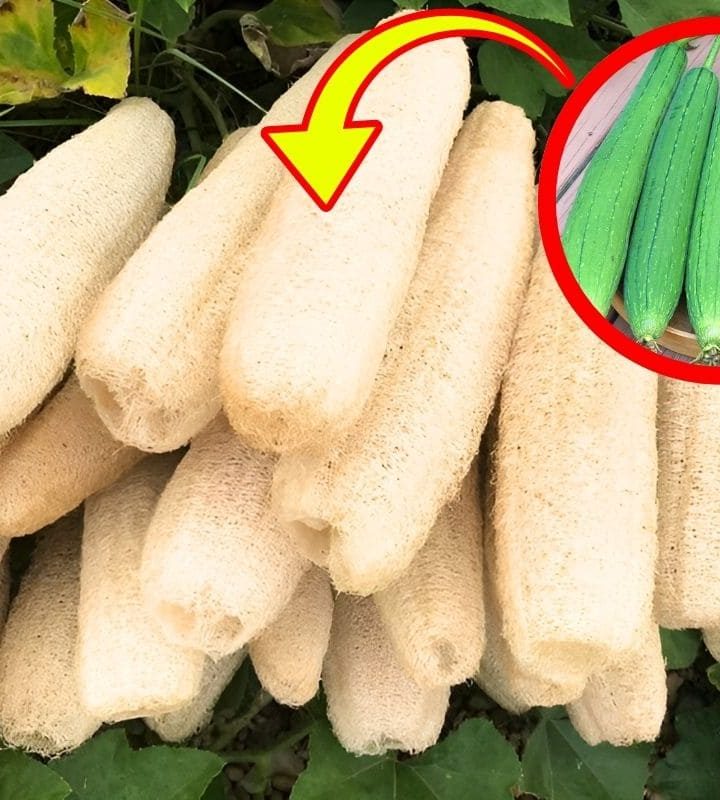 How to Grow Luffa In Your Garden