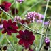 All About Chocolate Cosmos (Cosmos Atrosanguineus)