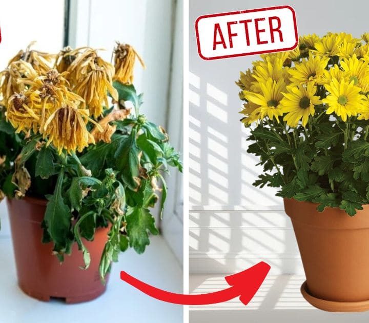 How to Bring Mums Back to Life