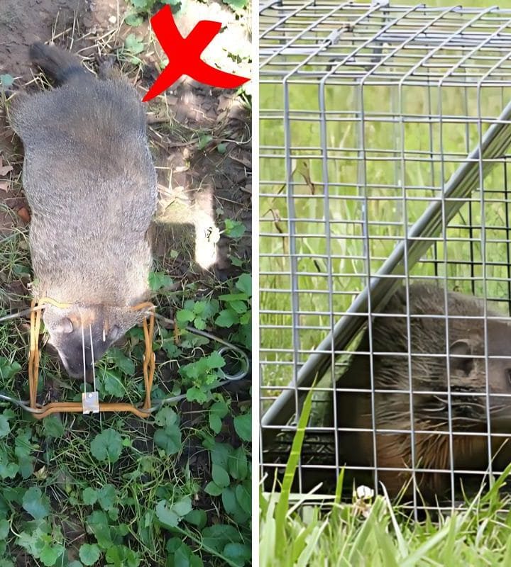How to Get Rid Of Groundhogs Safely And Effectively