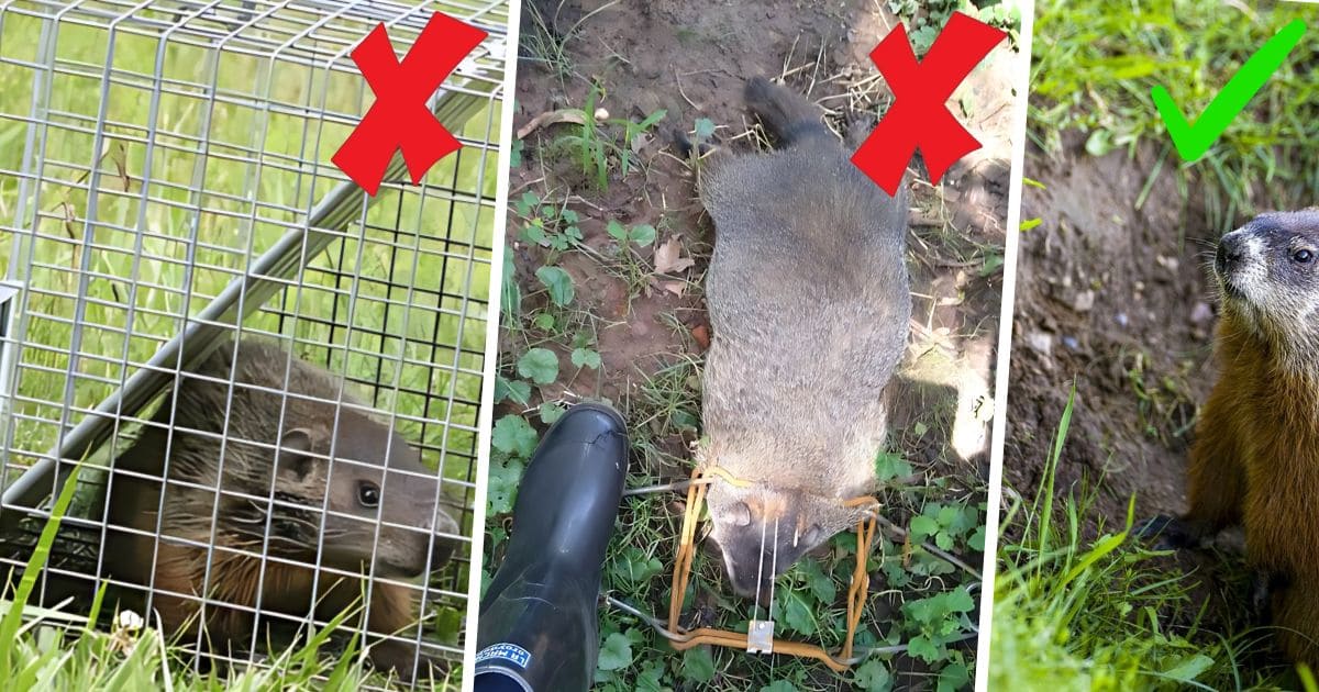 How to Get Rid Of Groundhogs Safely And Effectively