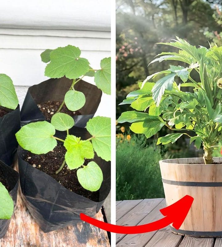 Full Guide on Growing Okra In Containers