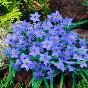 Top 20 Plants That Start With I