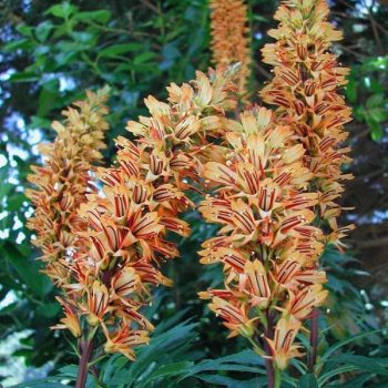 Top 20 Plants That Start With I