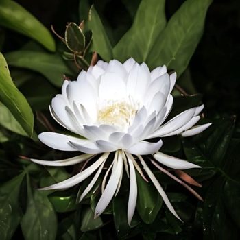 20 Rare & Uncommon Flowers Around The World