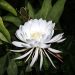20 Rare & Uncommon Flowers Around The World
