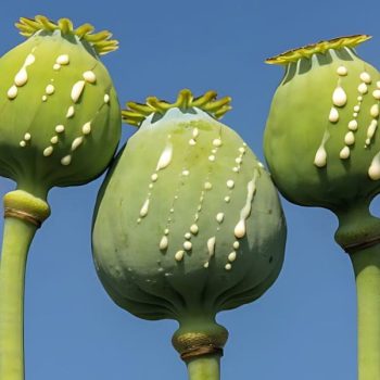 The Meaning of Poppy Flowers And Their Colors