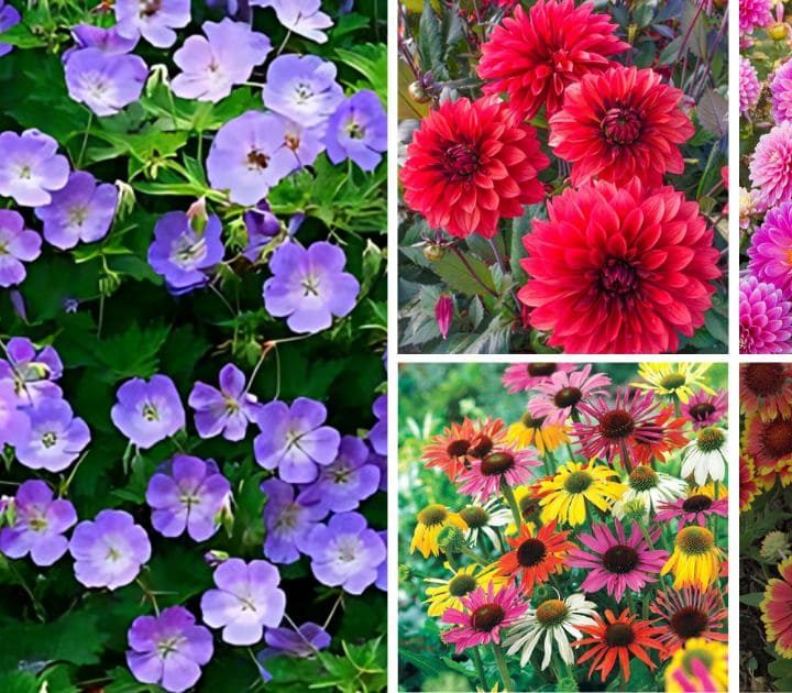 20 Perennial Plants That Grow In Zone 6