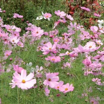 The Meaning And Symbolism of Cosmos Flowers
