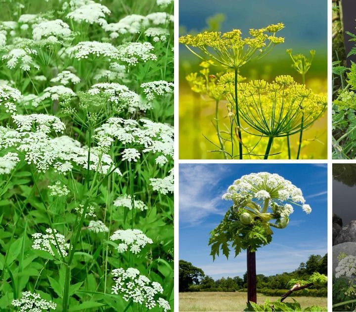 14 Plants That Look Like Poison Hemlock