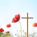 The Meaning of Poppy Flowers And Their Colors
