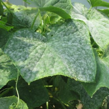 15 Common Diseases On Cucumbers